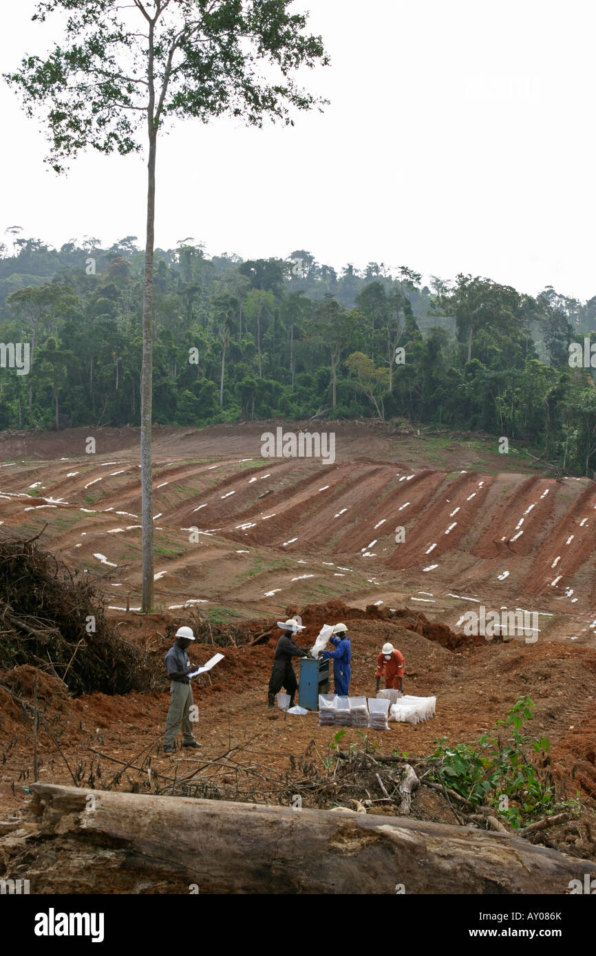 Grade control sampling in surface gold mine opencast pit with geologist ...