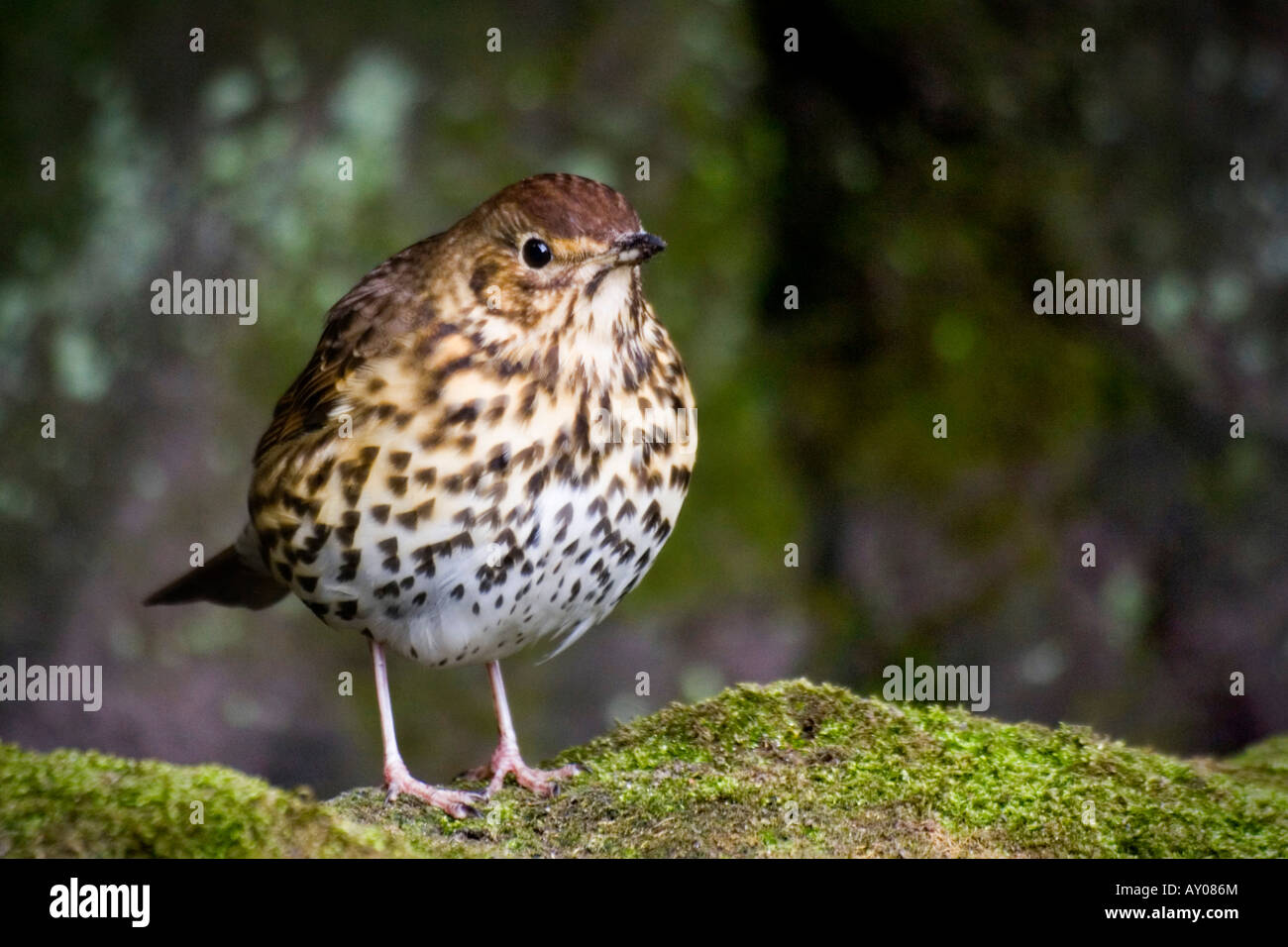 Thrush and bird hi-res stock photography and images - Alamy