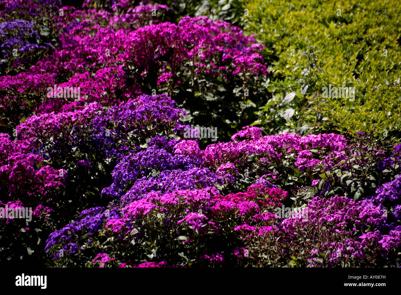 Violet field flowers hi-res stock photography and images - Alamy