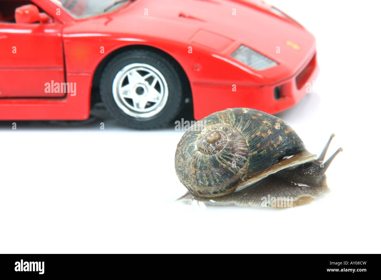 racing comon garden snail and sports car background isolated humor ...