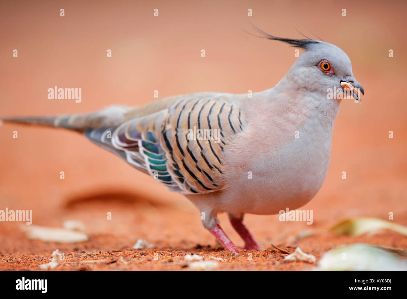 Crested Pigeon in Australia Stock Photo - Alamy
