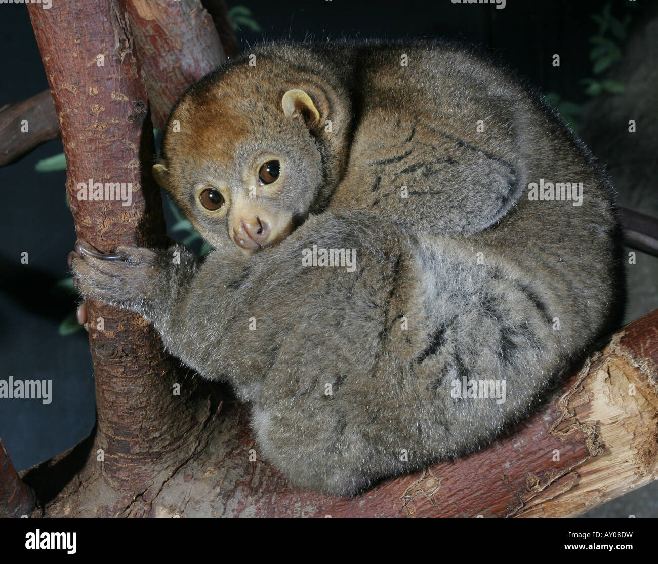 potto cincinnati zoo Stock Photo - Alamy