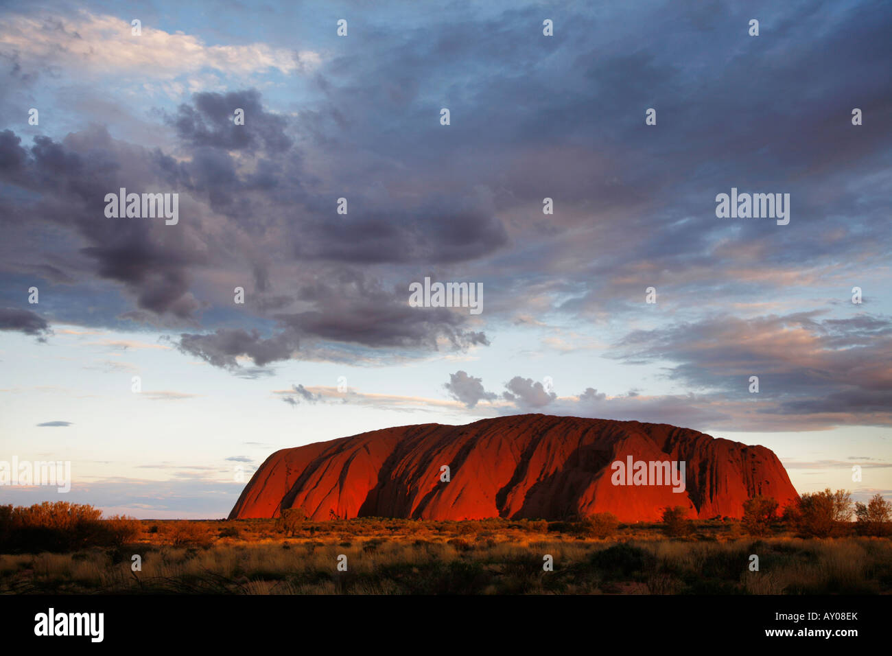 Uluru vegetation hi-res stock photography and images - Alamy