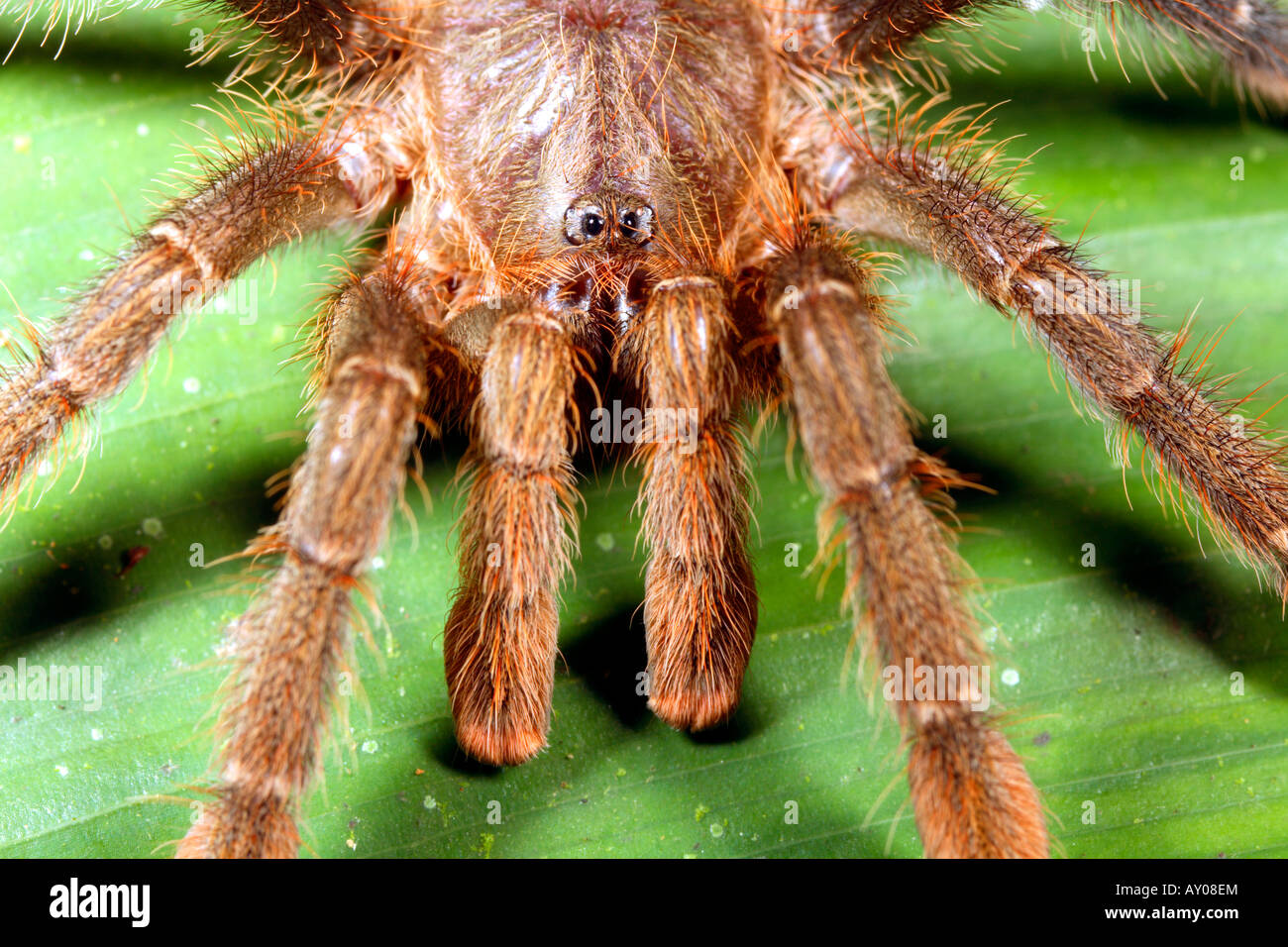 Head and pedipalps of a tarantula in the Ecuadorian Amazon Stock Photo ...
