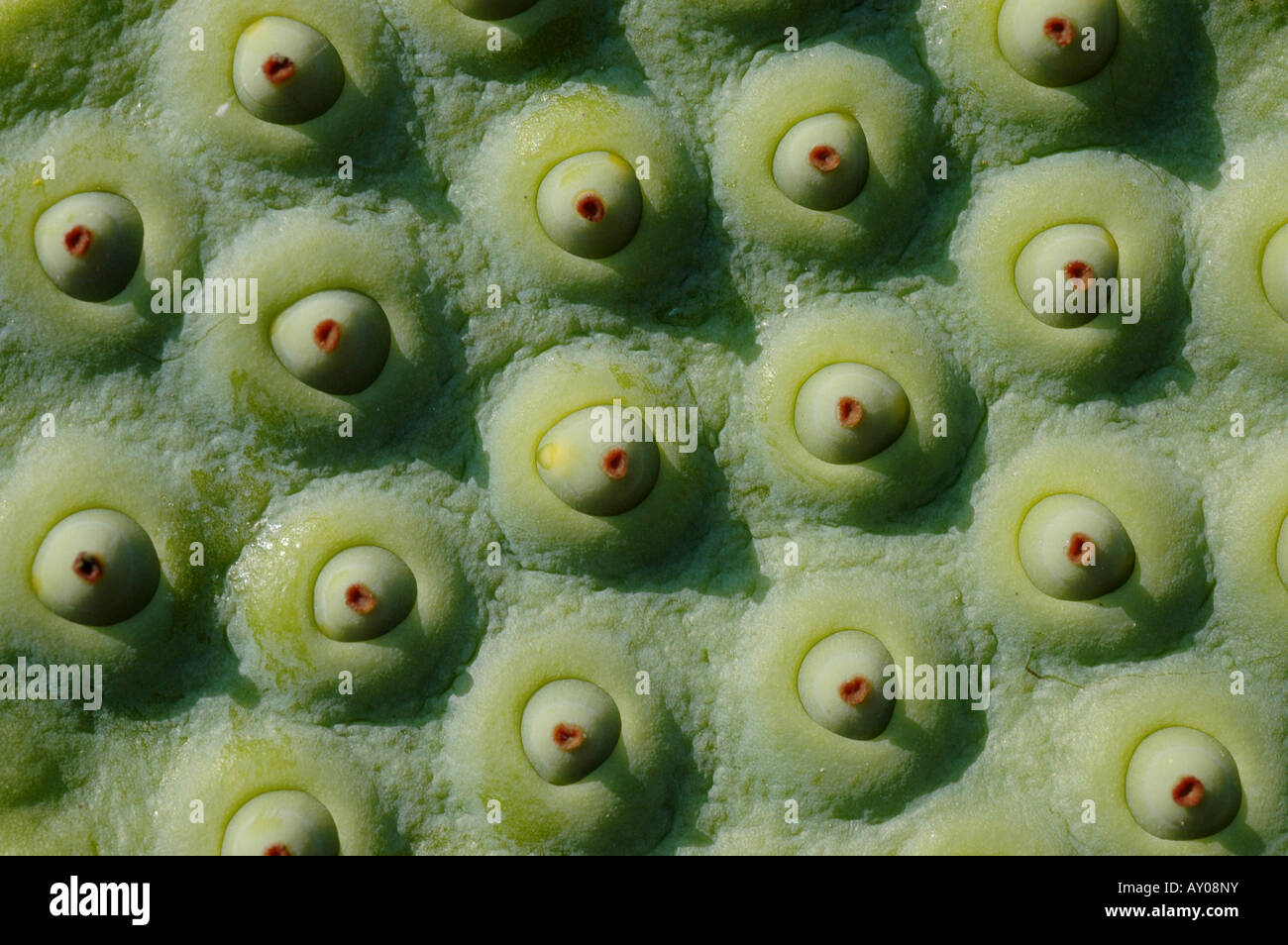 water lily seed pod Stock Photo - Alamy