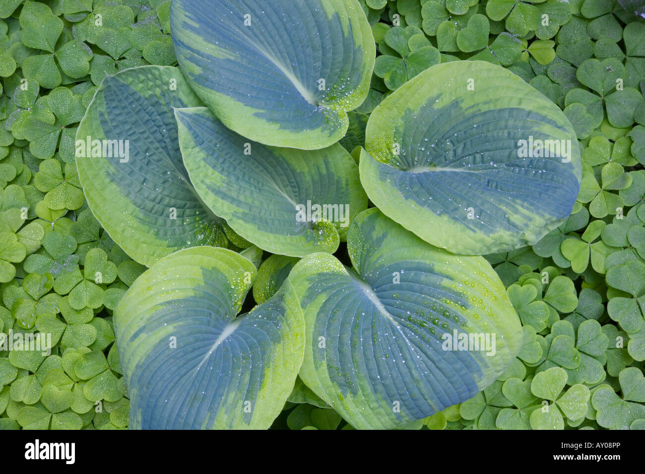 Vashon Island WA Varigated hosta Hosta sieboldiana surrounded by ...