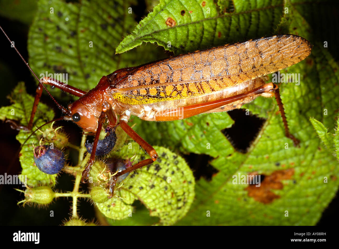 Cricket hi-res stock photography and images - Alamy