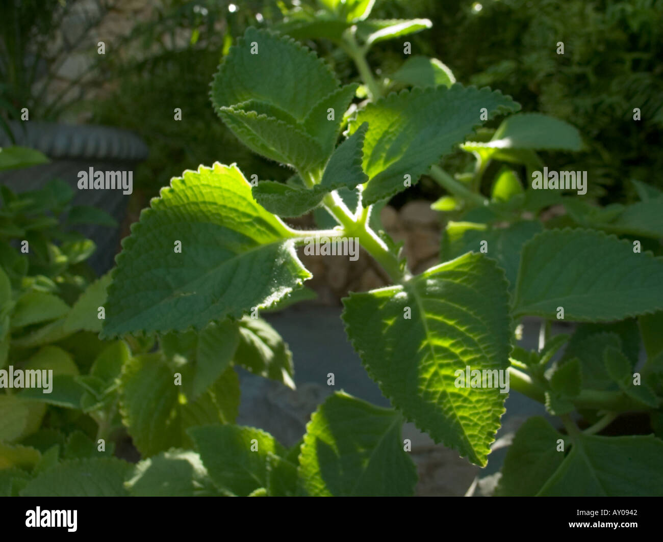 Cuban oregano hi-res stock photography and images - Alamy