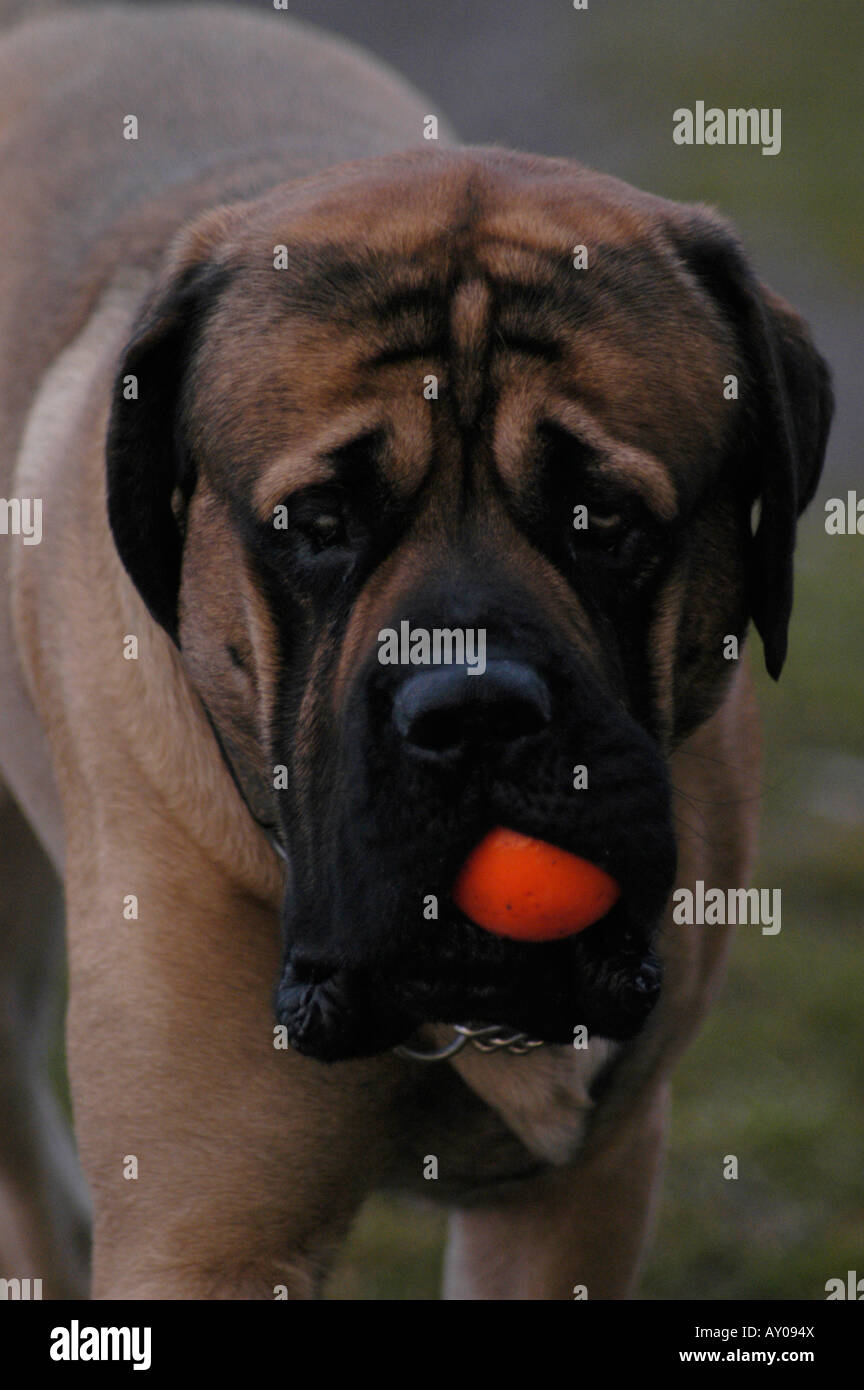 Black ball head hi-res stock photography and images - Alamy