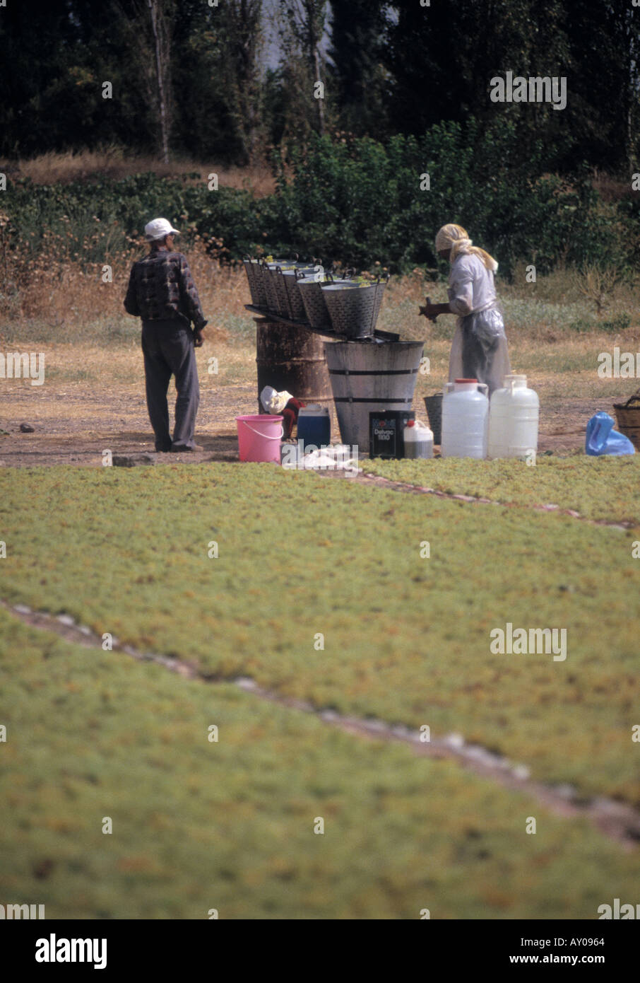 dry grapes collecting on the floor in a village Stock Photo - Alamy