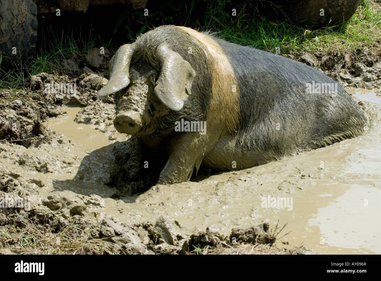 A British Saddle back in Muddy patch Stock Photo - Alamy