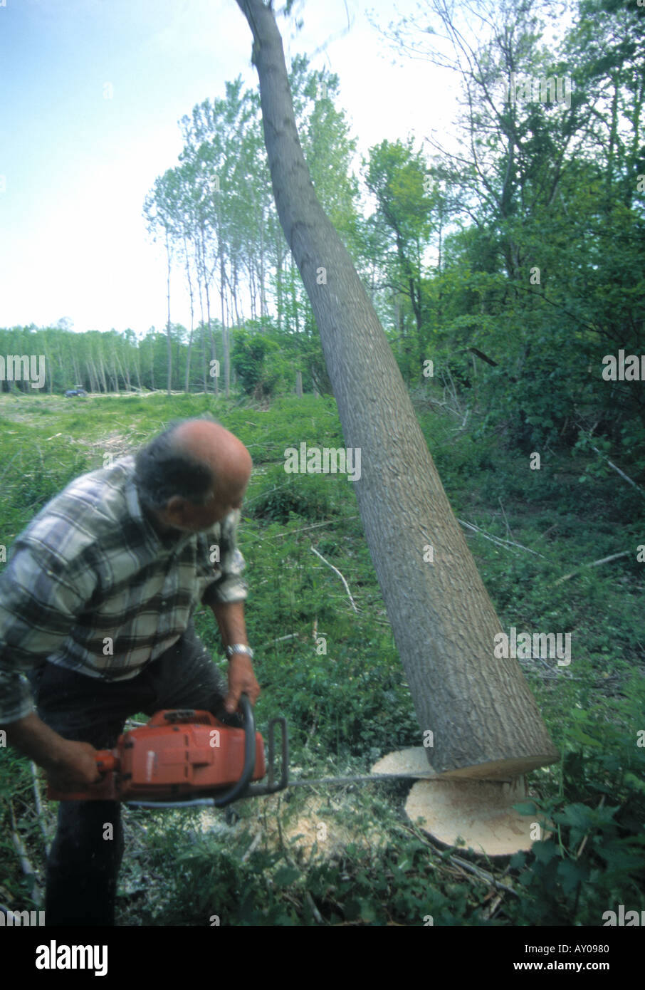 Detailed work on forest hi-res stock photography and images - Alamy