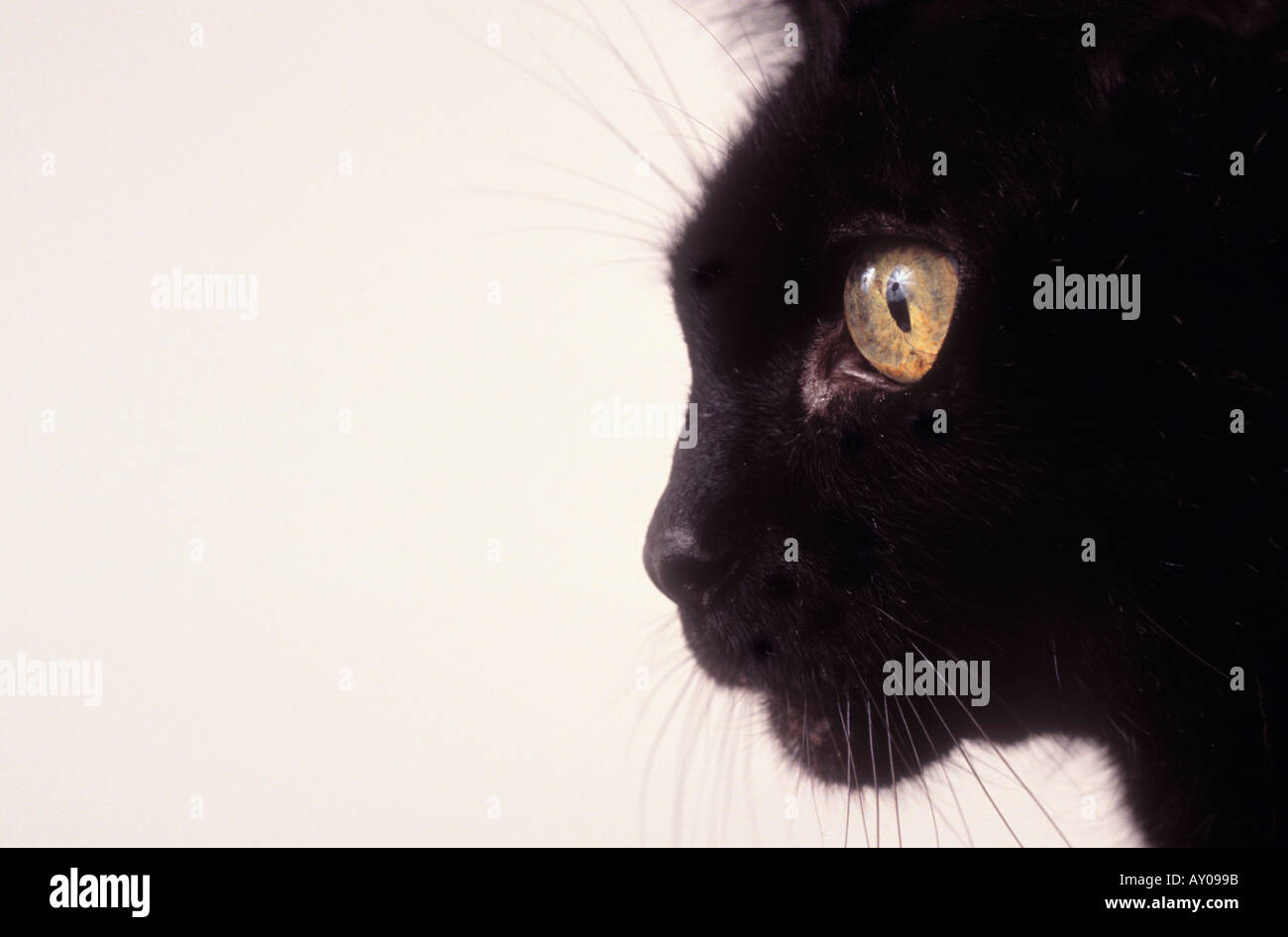 Black Cat Profile Feline looking left Stock Photo - Alamy