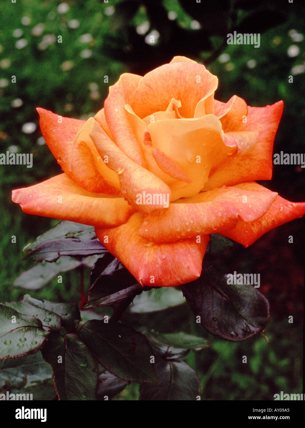 Prima ballerina rose hi-res stock photography and images - Alamy