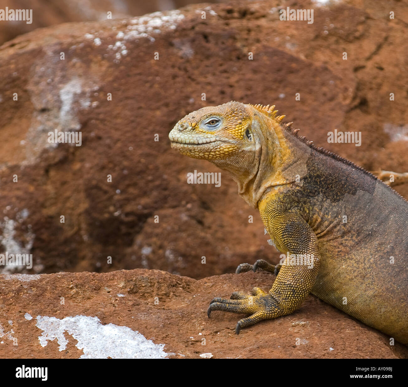land iguana galapagos islands ecuador Stock Photo - Alamy