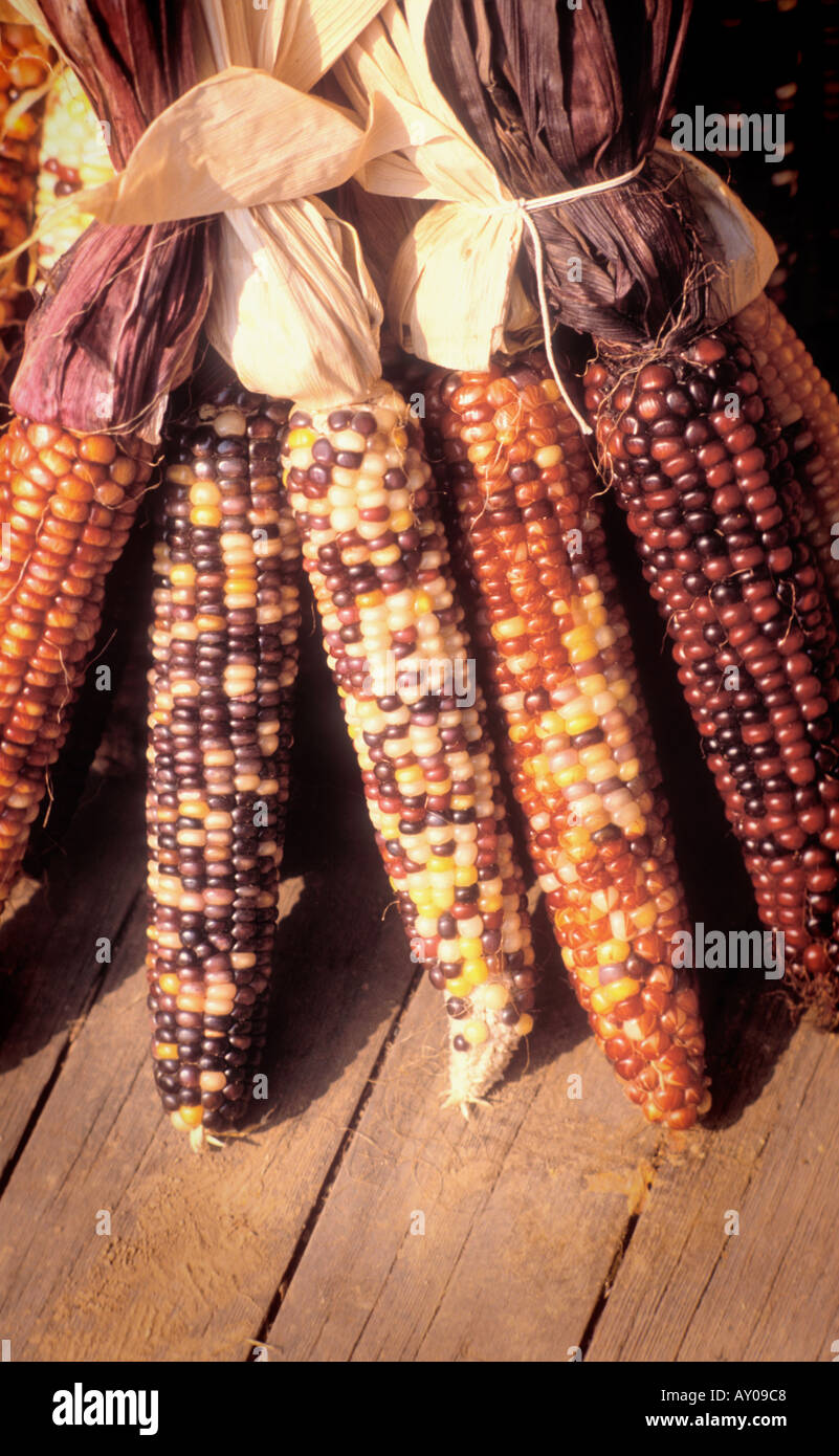 Calico corn hi-res stock photography and images - Alamy