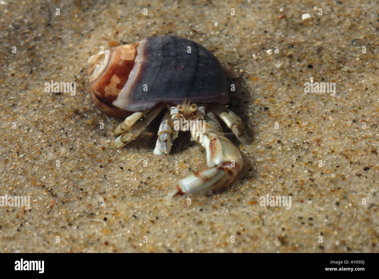 Paguro hi-res stock photography and images - Alamy