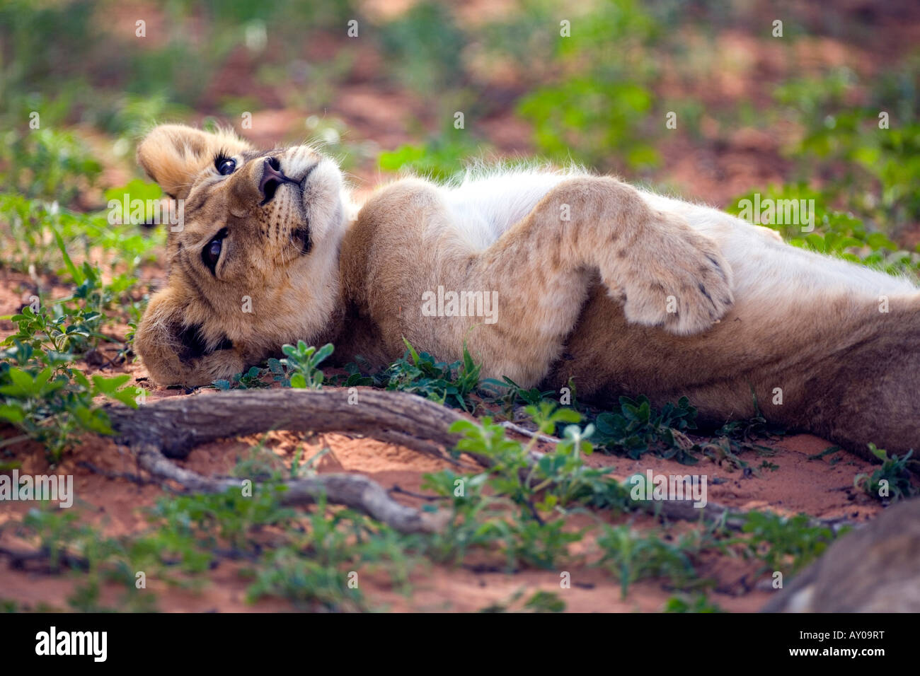 Lion cub lying on back Stock Photo - Alamy