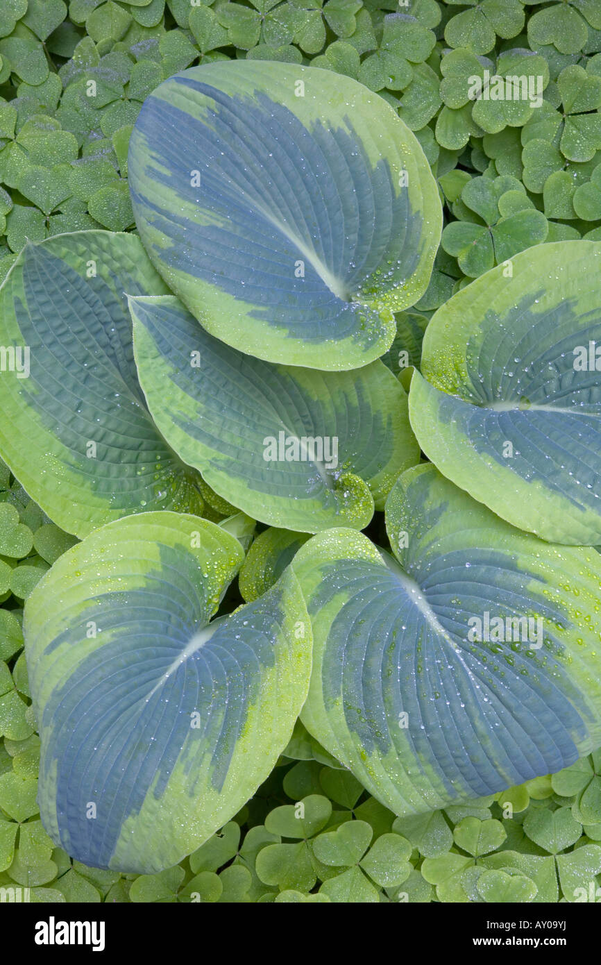 Vashon Island WA Varigated hosta Hosta sieboldiana surrounded by ...