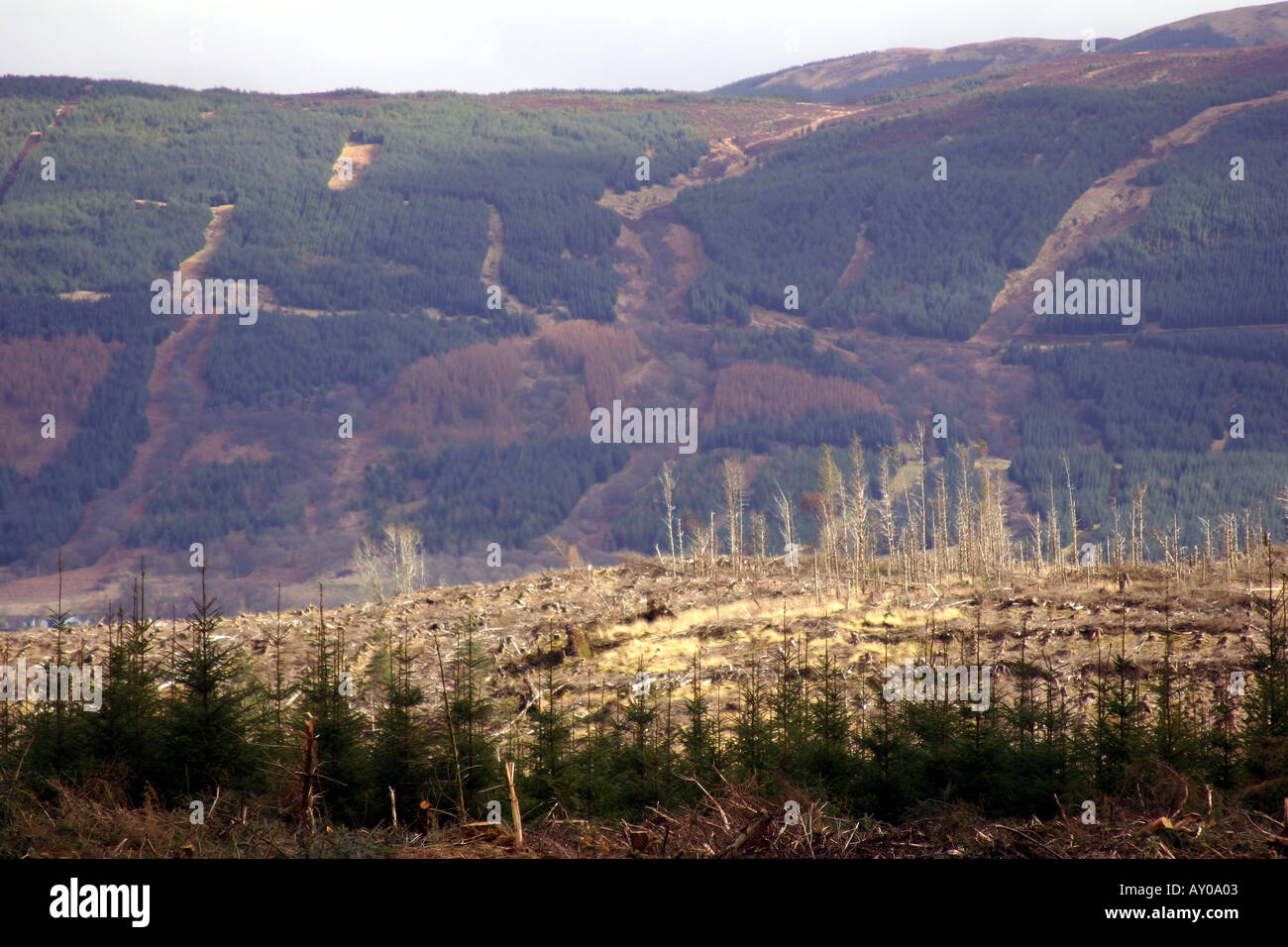 Forrest land in Scotland Stock Photo - Alamy