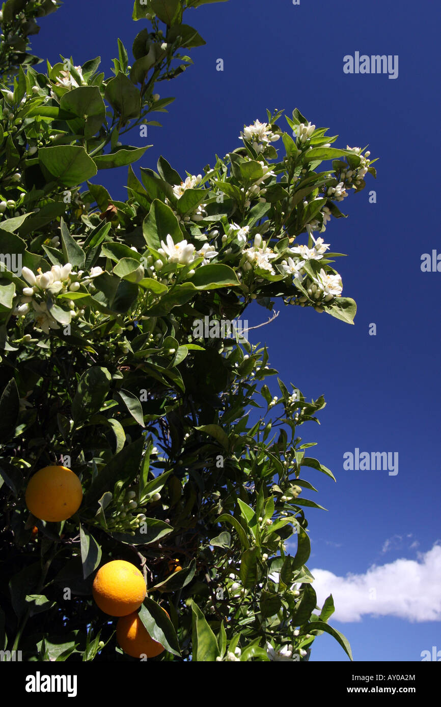 Orange tree with fruits and blossoms Stock Photo - Alamy