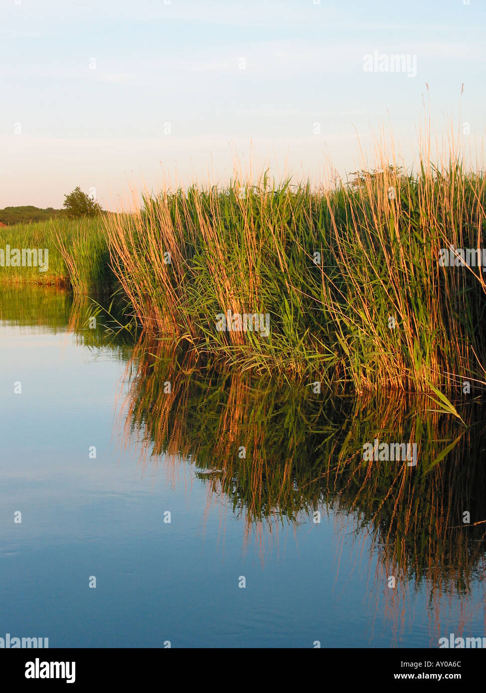 Typical Riverside Scene River Waveney The Norfolk and Suffolk Broads ...