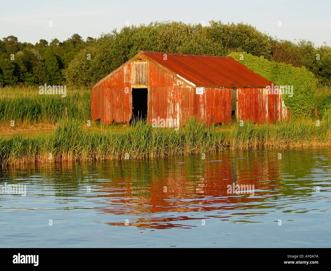 Sailing Norfolk and Suffolk Broads and Reed River Bank Scene Stock ...