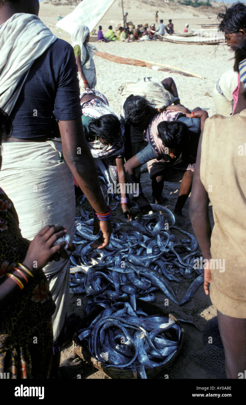 Fishermen sorting through fish Stock Photo - Alamy