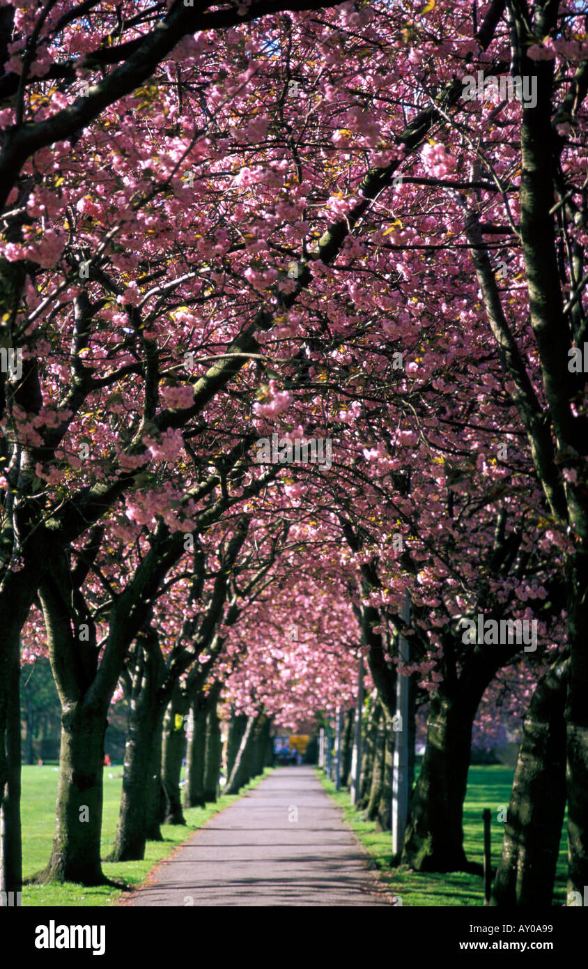 Path lined with cherry trees in bloom Stock Photo - Alamy