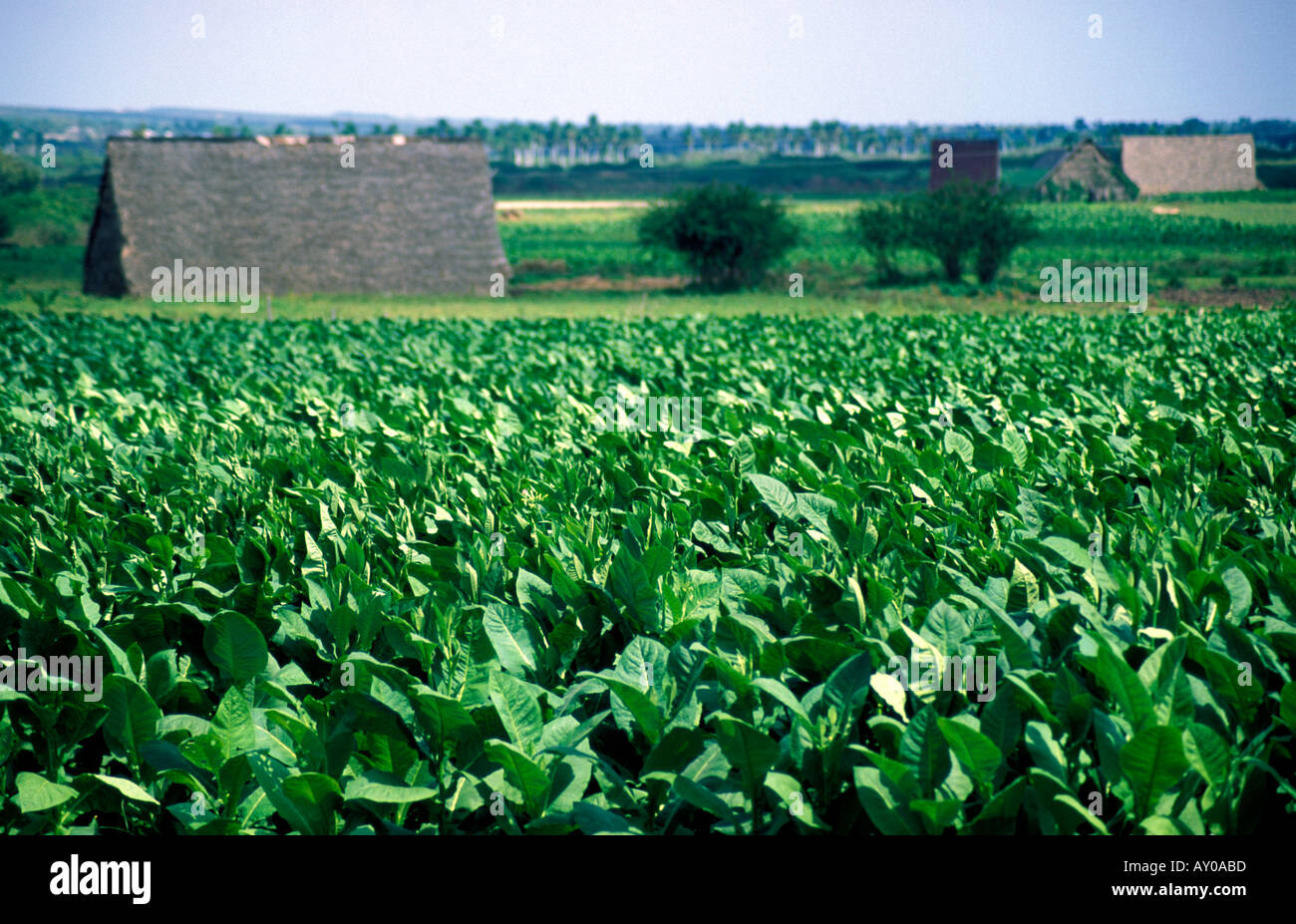 Native tobacco plantation hi-res stock photography and images - Alamy