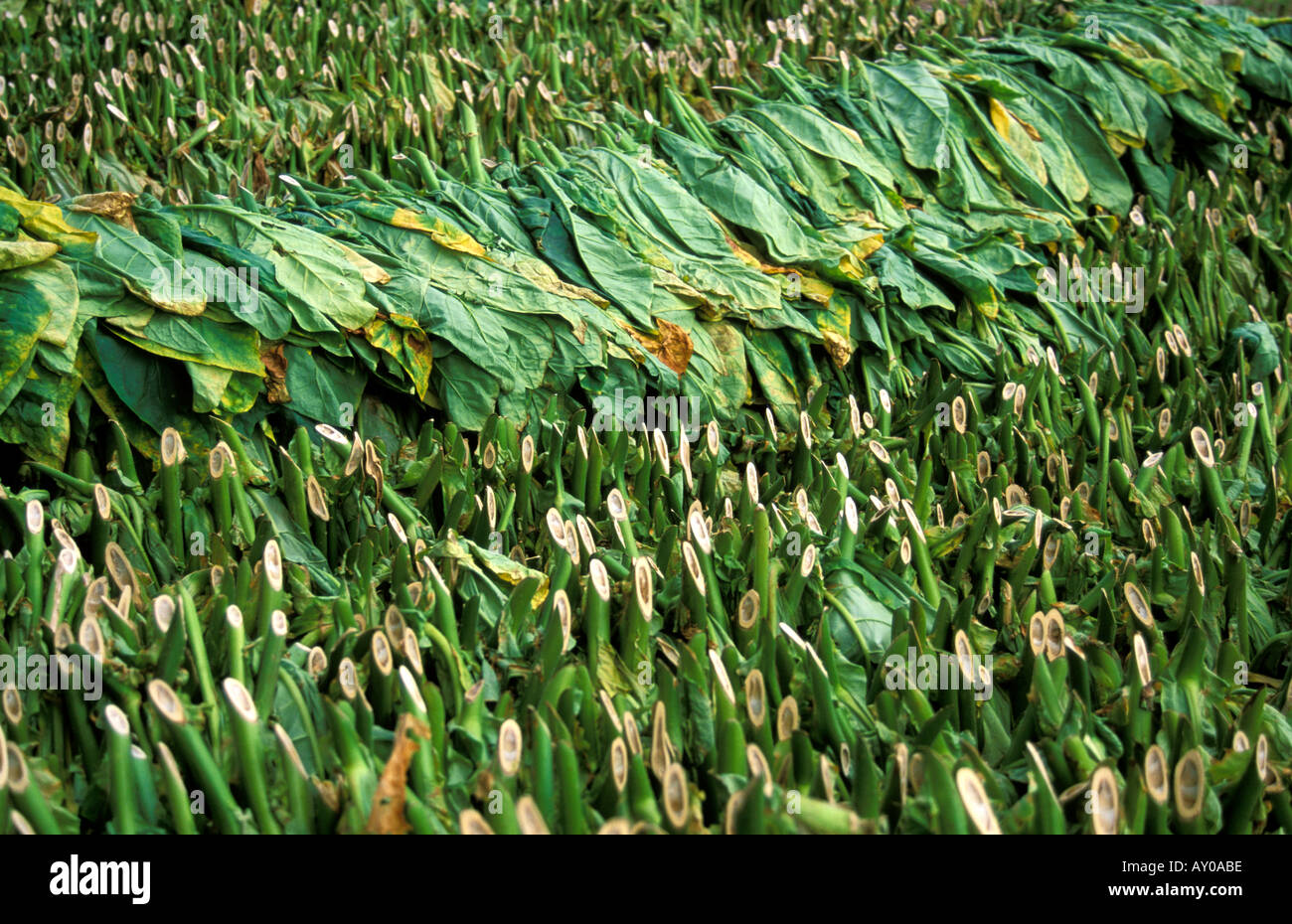 Criollo tobacco leaves starting the drying process Stock Photo - Alamy Criollo tobacco leaves starting the drying process Stock Photo - Alamy