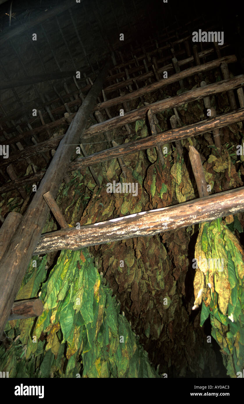 Tobacco curing barn hi-res stock photography and images - Alamy