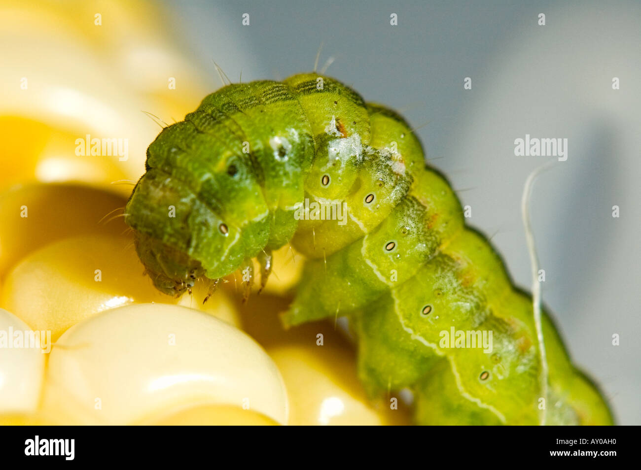 Corn Earworm feeds on kernals of sweet corn Stock Photo - Alamy