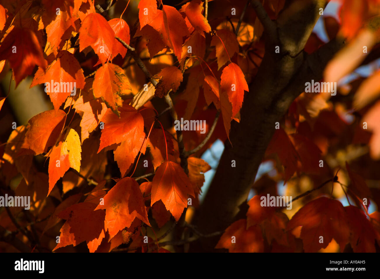 Red Maple leaves overhead in my front yard in Lansing, Michigan USA ...