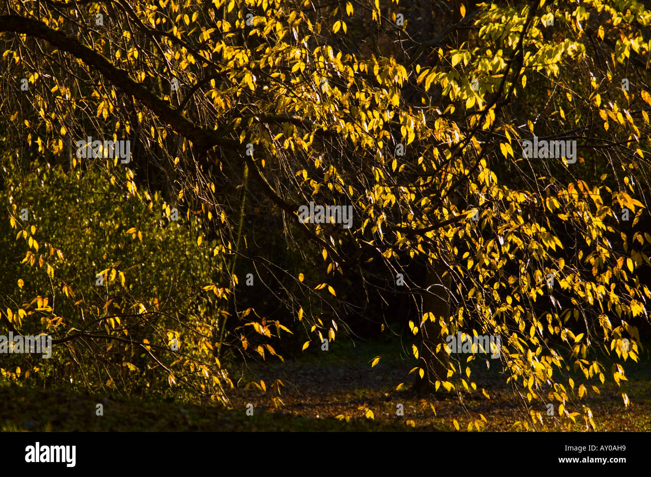 Autumn Leaves on a diagonal tree branch Stock Photo - Alamy