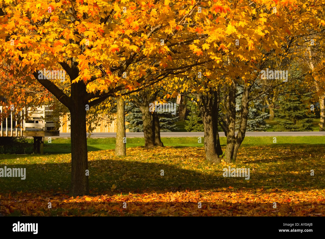 Horizontal aspect of Maple Trees and Fallen Leaves Stock Photo - Alamy