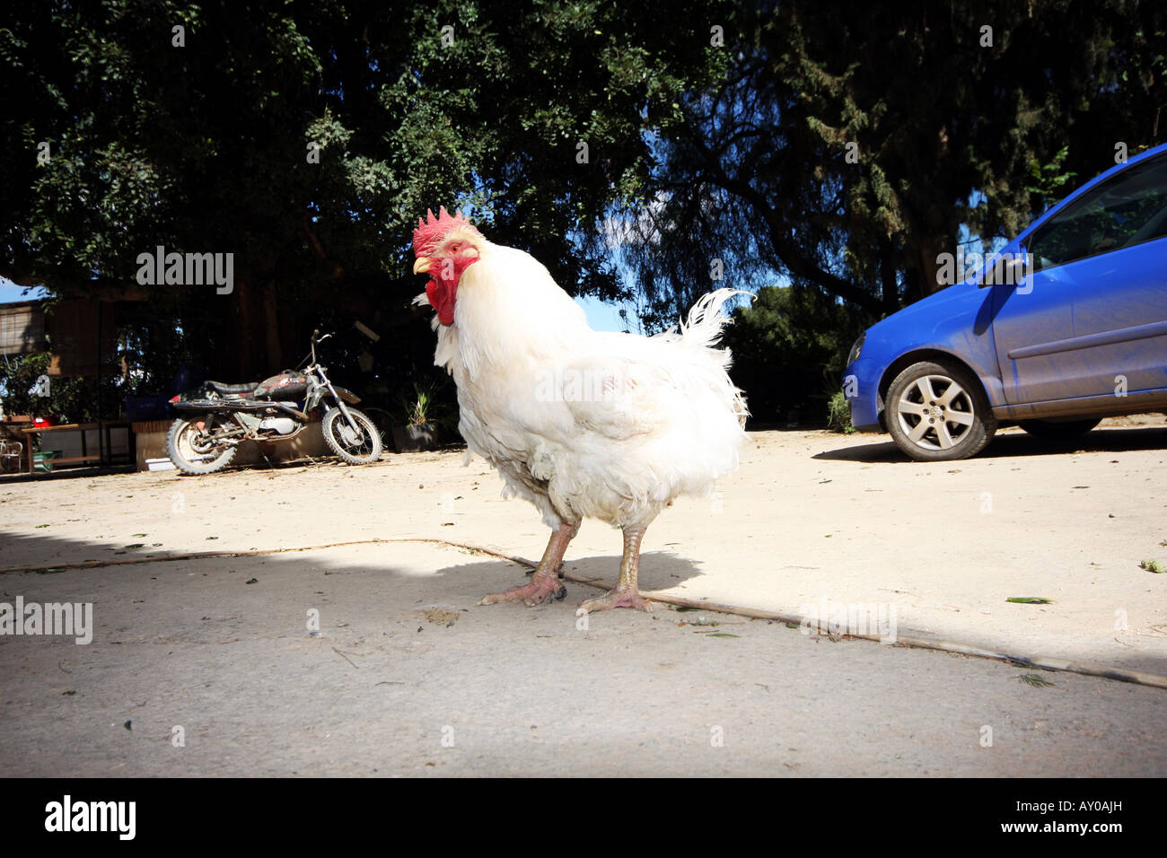 Adult male chicken Stock Photo - Alamy