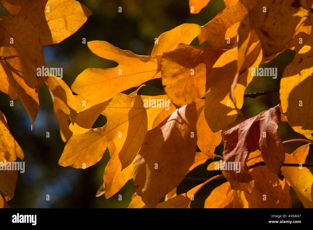 Sassafras tree hi-res stock photography and images - Alamy