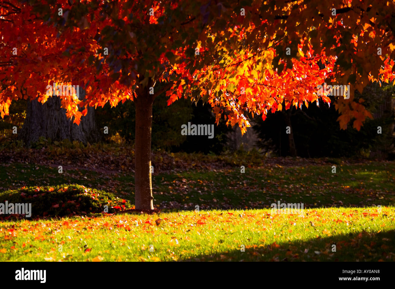 Fiery red maple leaves hi-res stock photography and images - Alamy