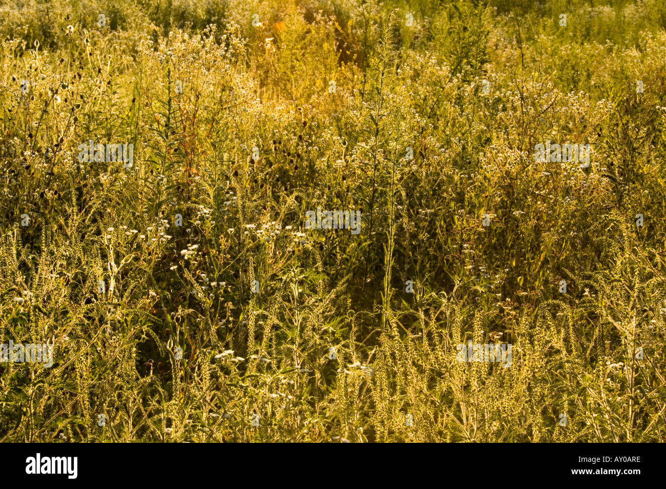 Old corn field overgrown with weeds Stock Photo - Alamy
