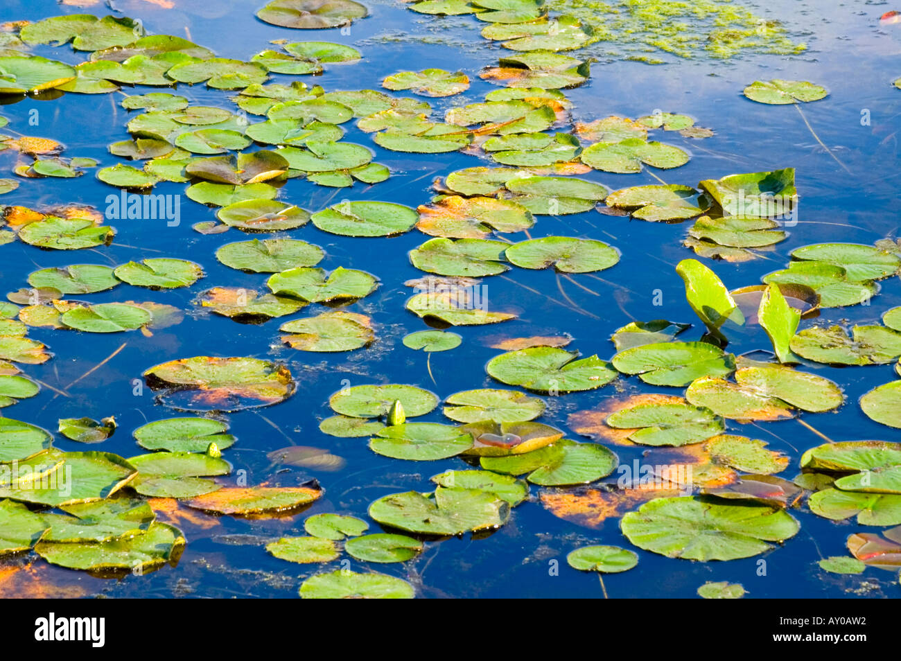 Lily pads in freshwater hi-res stock photography and images - Alamy