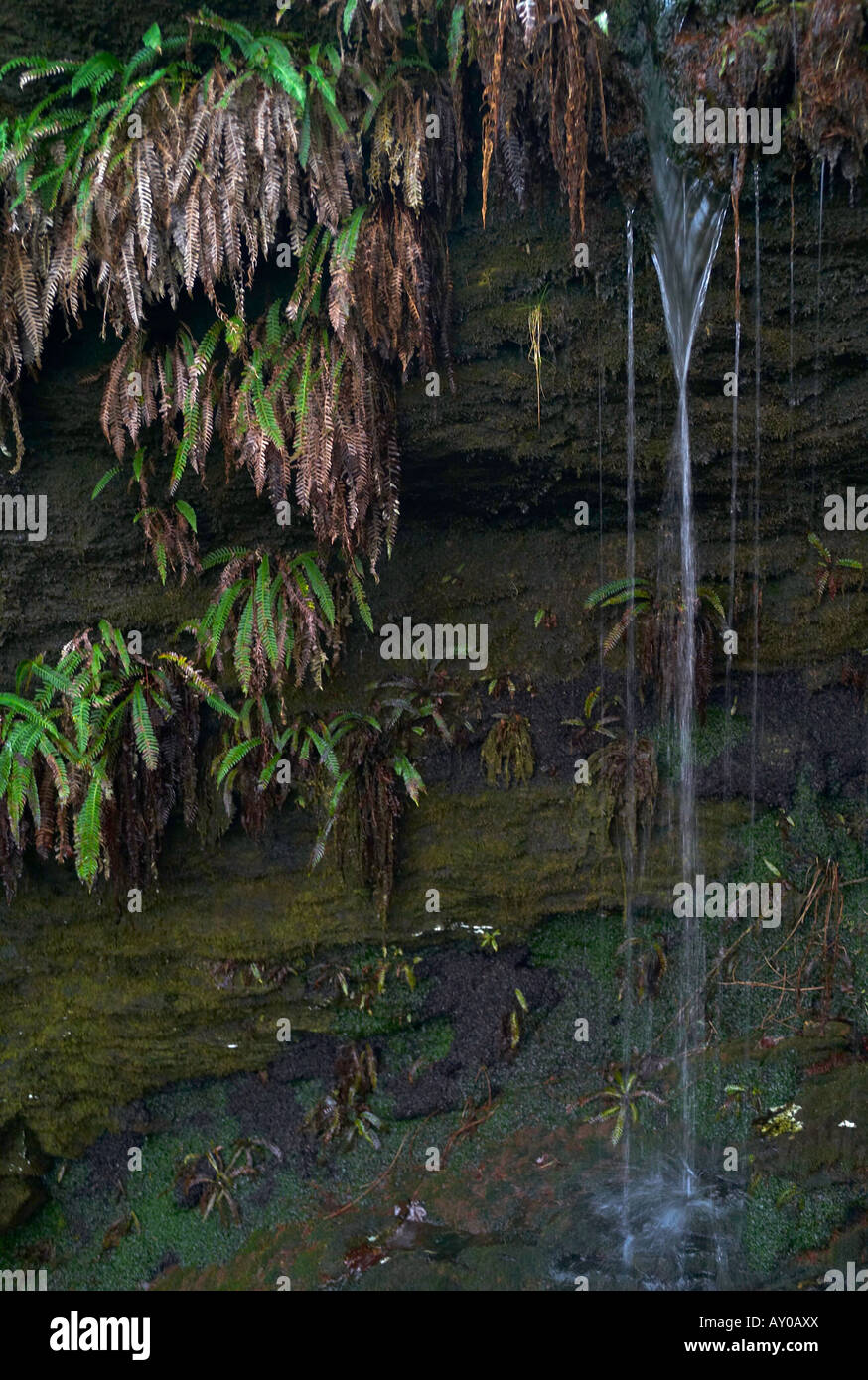 Water dripping from rocks and moss in the Wicklow mountains close to ...