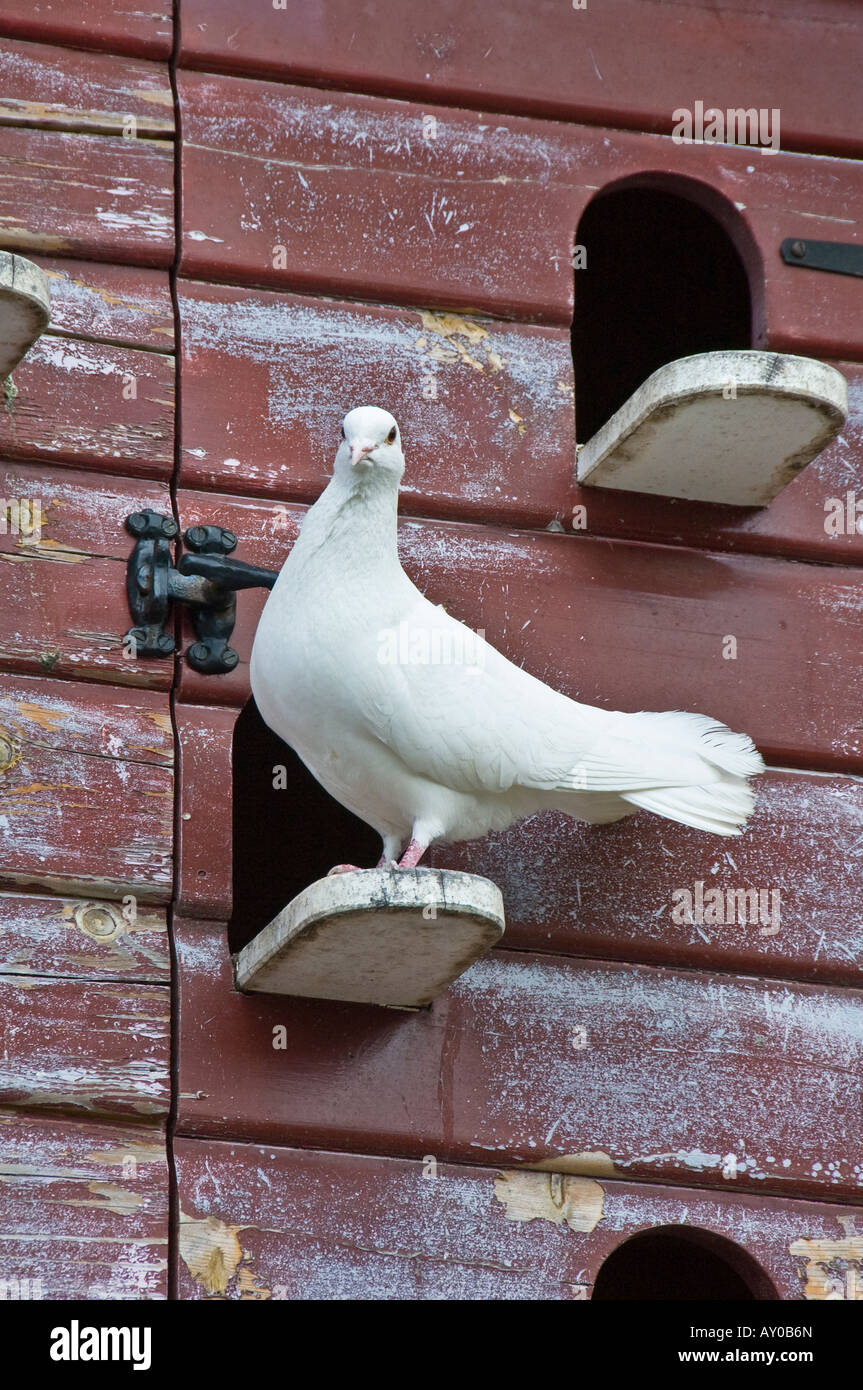 A white dove siting on a dovecot Stock Photo - Alamy