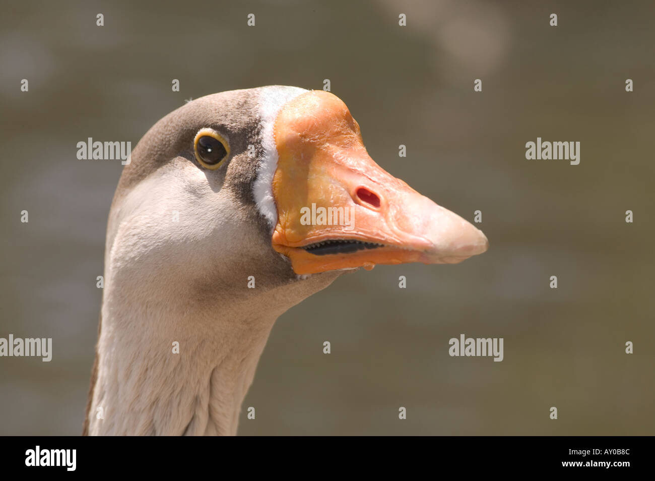 Grumpy goose hi-res stock photography and images - Alamy