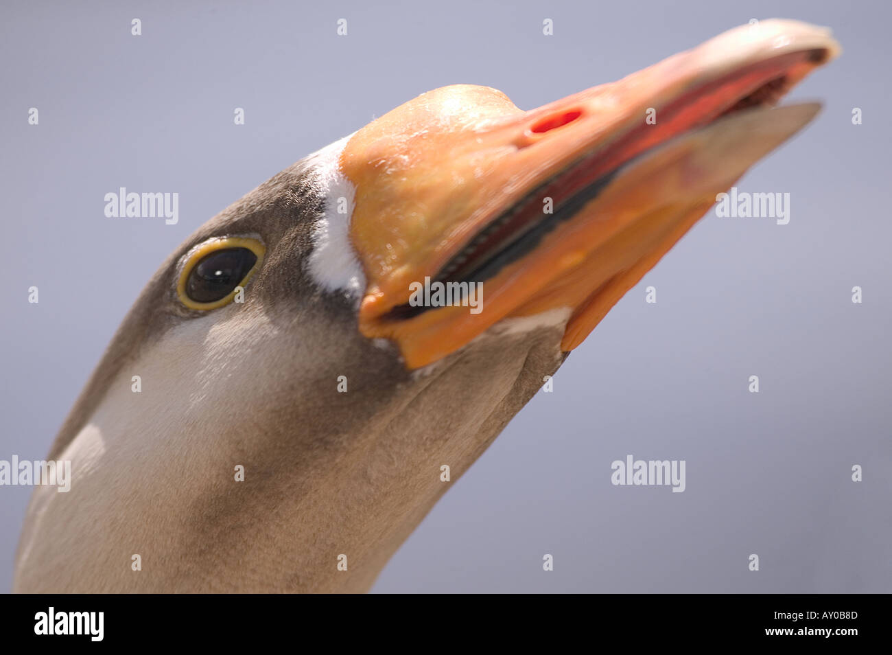 Wild Goose showing Disapproval Stock Photo - Alamy