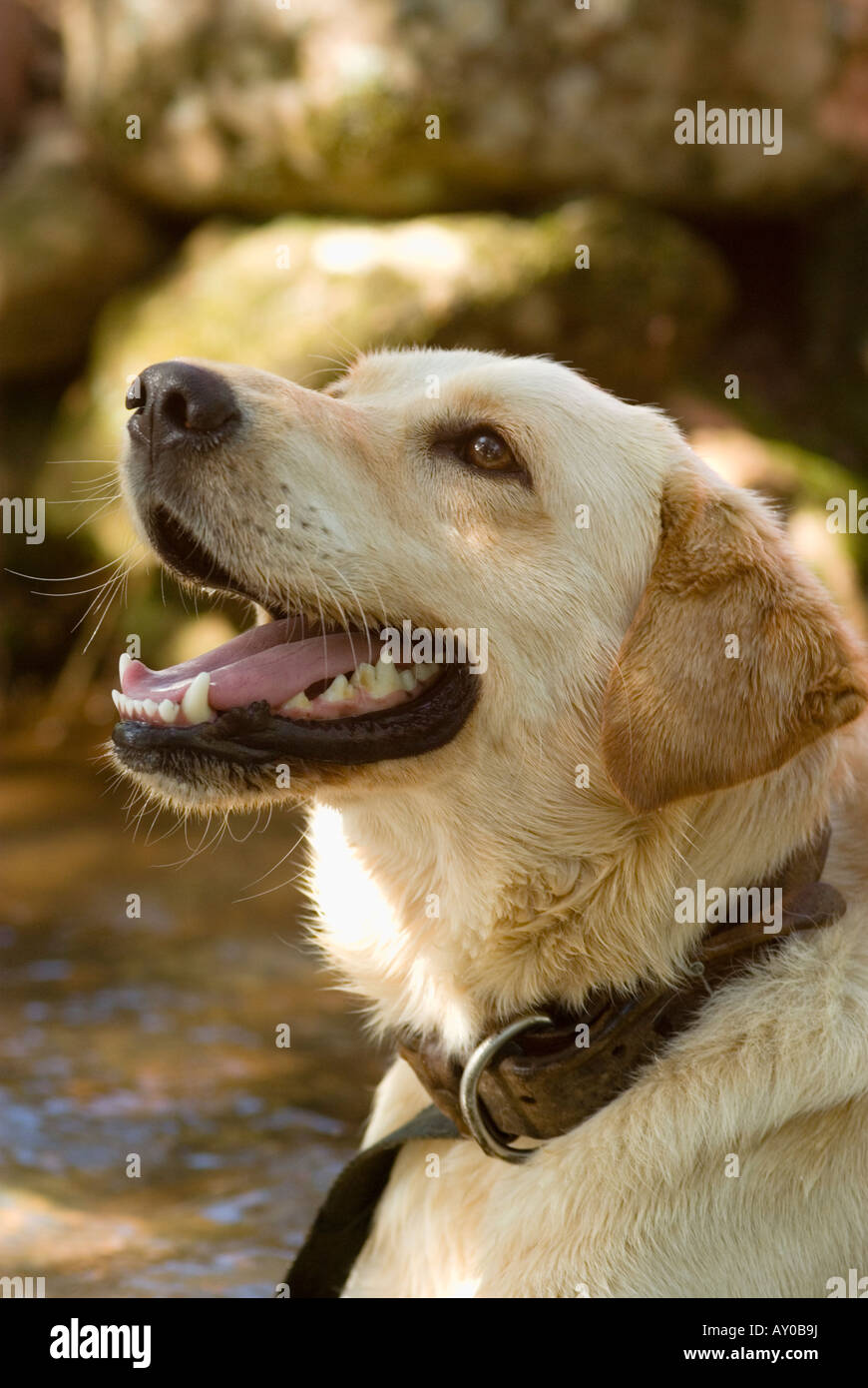 Golden lab hi-res stock photography and images - Alamy