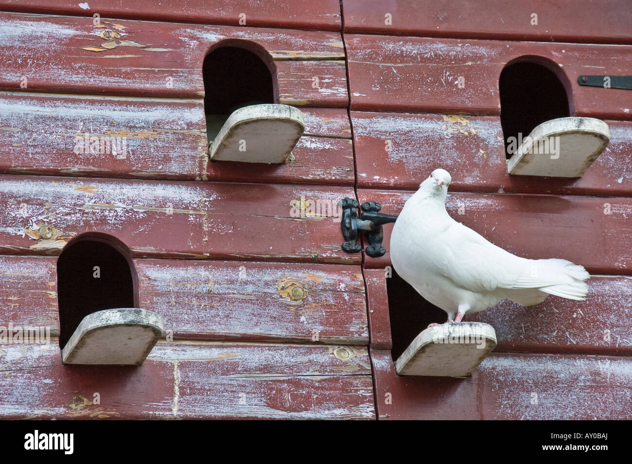 A white dove siting on a dovecot Stock Photo - Alamy