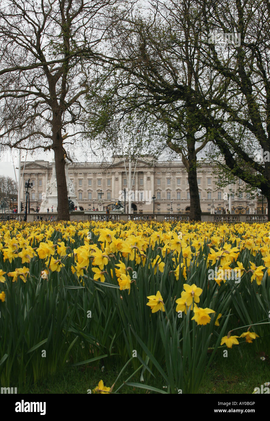 Buckingham Palace and Daffodils in Springtime London March 2008 Stock ...