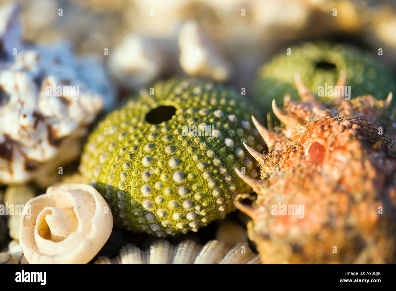 Sardinia Italy Sea Shells and Sea Urchin Stock Photo - Alamy