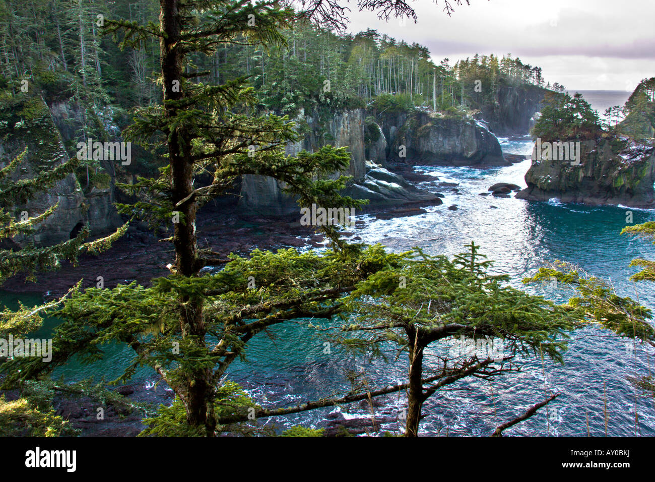 Conifer reservation hi-res stock photography and images - Alamy